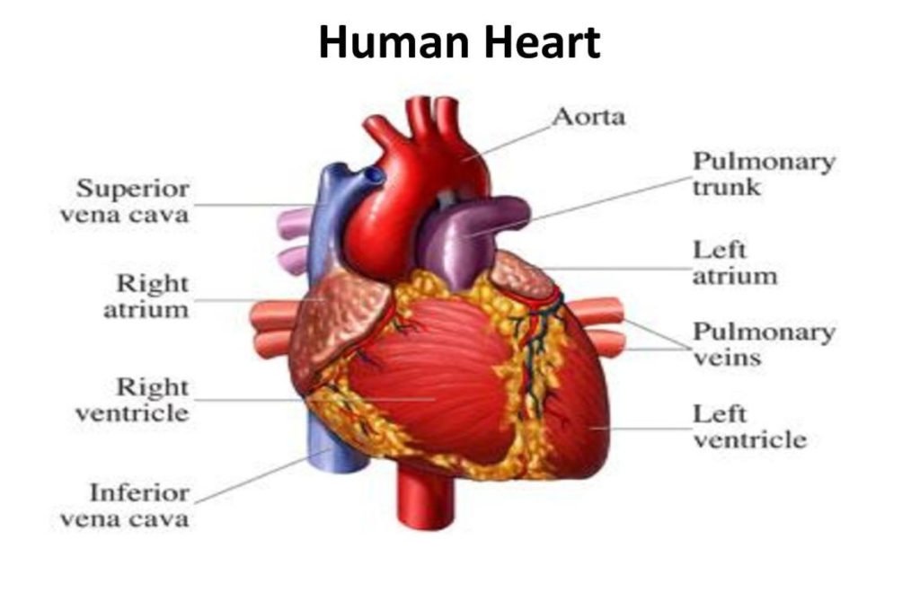 The Main Functions Of The Heart Ehealth Quotes The Main Functions Of The Heart Ehealth Quotes